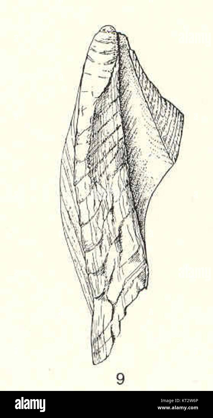 A detailed scientific illustration of Balanus evermanniright-rostral ...