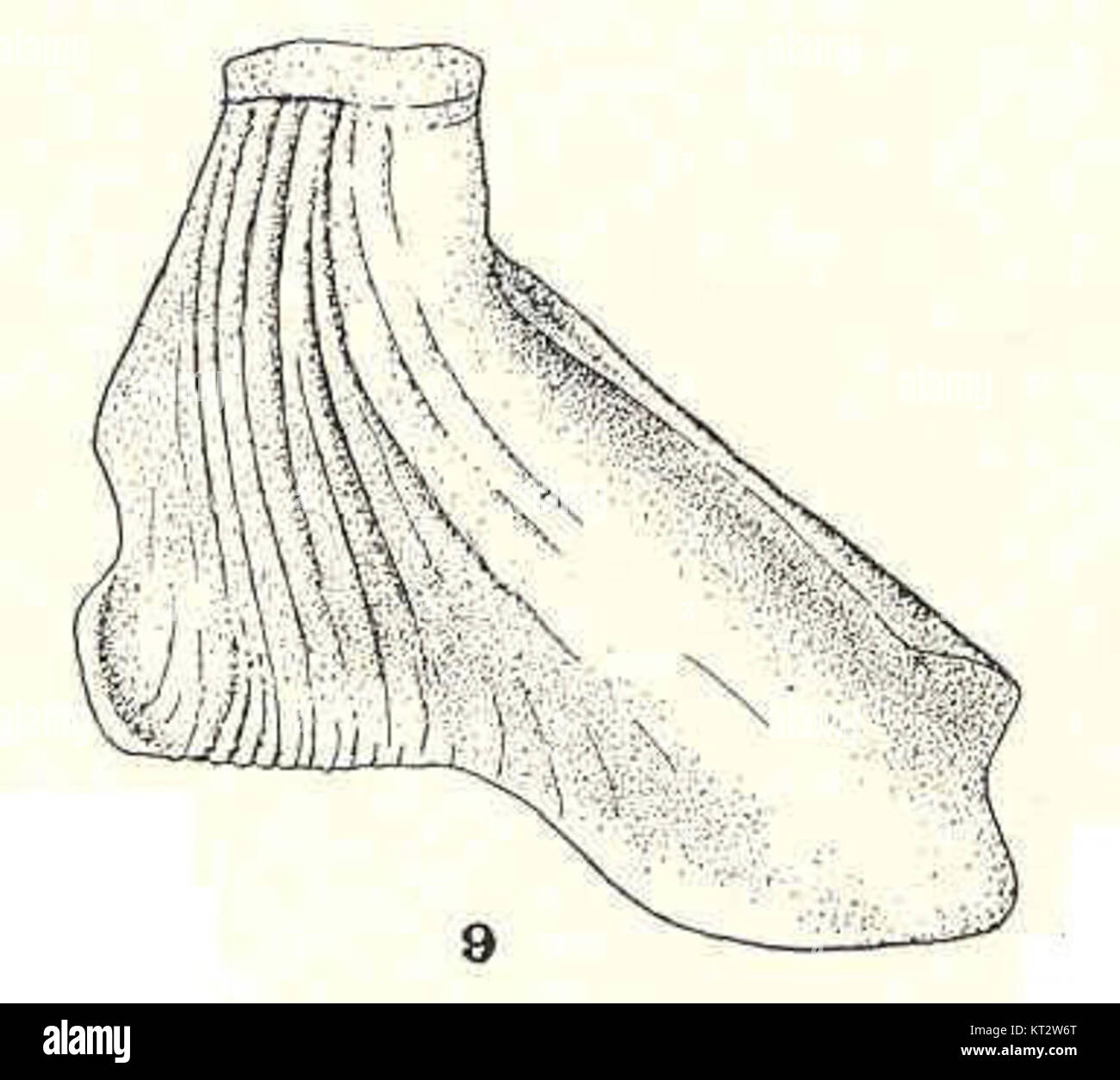 Galeatus hi-res stock photography and images - Alamy