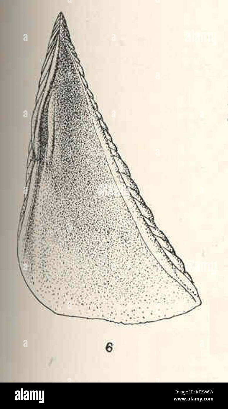 Balanus flos hi-res stock photography and images - Alamy