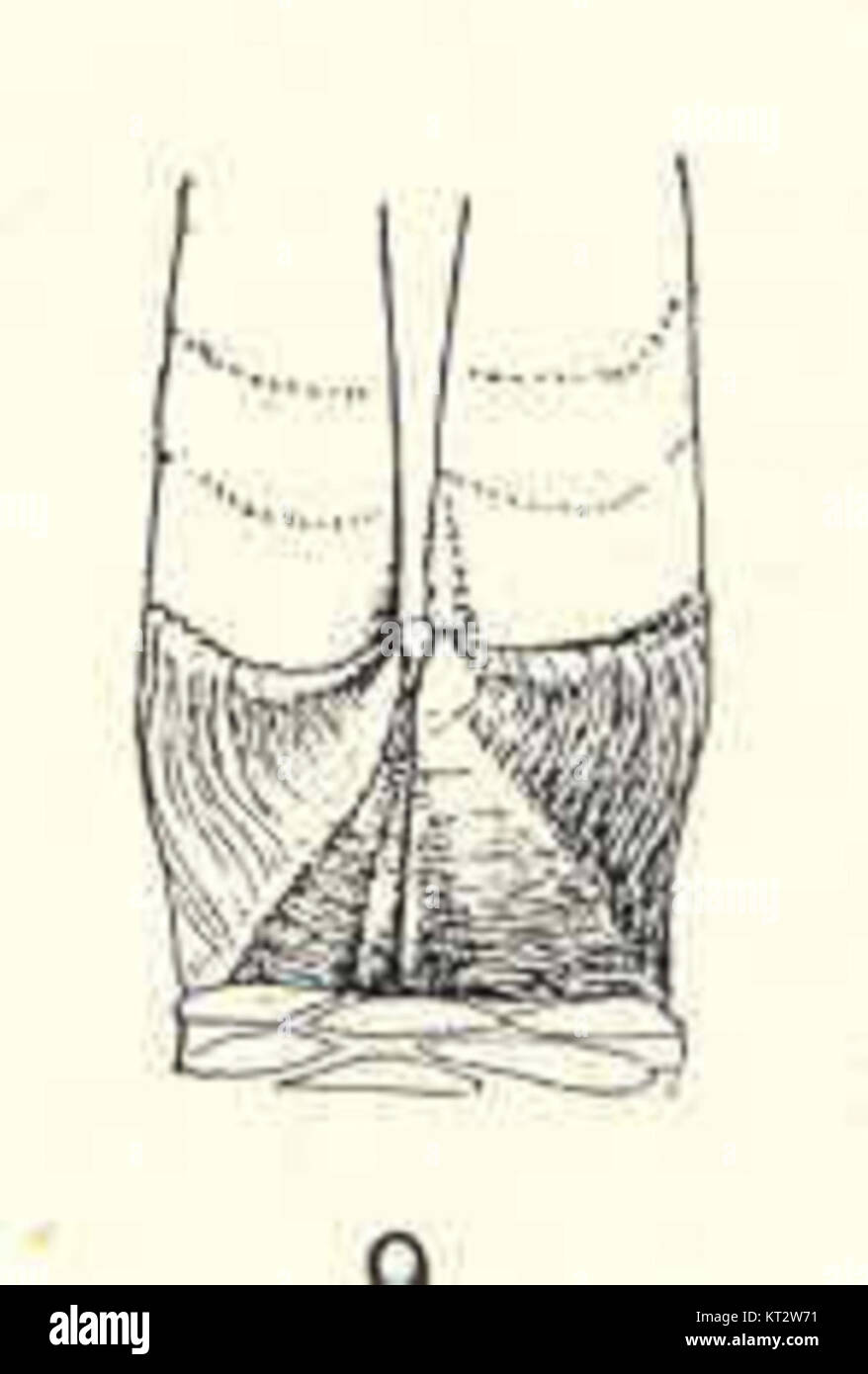 The Scalpellum proximum is a species of marine animal. This dorsal view ...