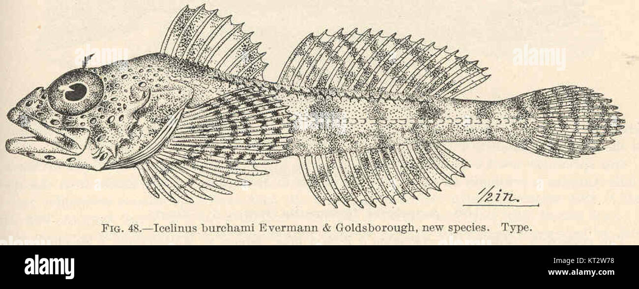 Icelinus burchami, described by Evermann & Goldsborough, is a species ...