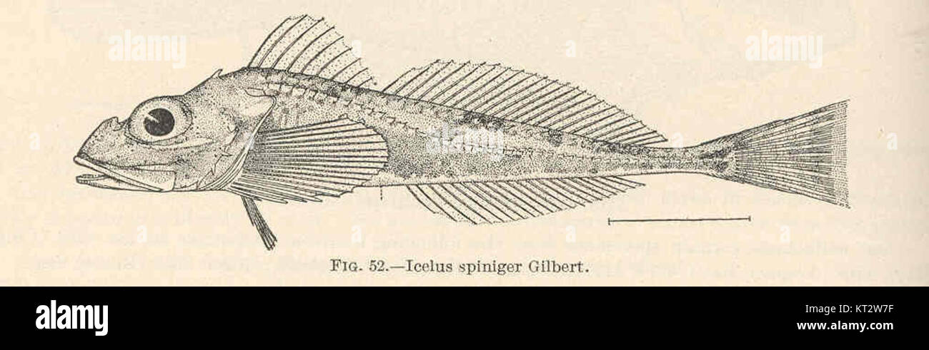 Icelus spiniger hi-res stock photography and images - Alamy