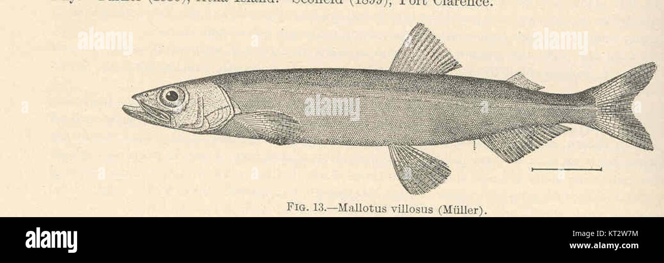 *Mallotus villosus*, commonly known as the capelin, is a small fish ...