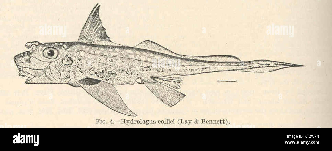 39332 Hydrolagus colliei (Lay & Bennett Stock Photo - Alamy