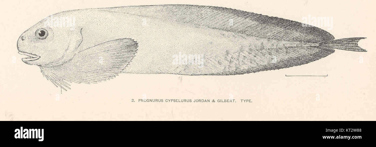 Prognurus cypselurus, a species described by Jordan & Gilbert, is known ...