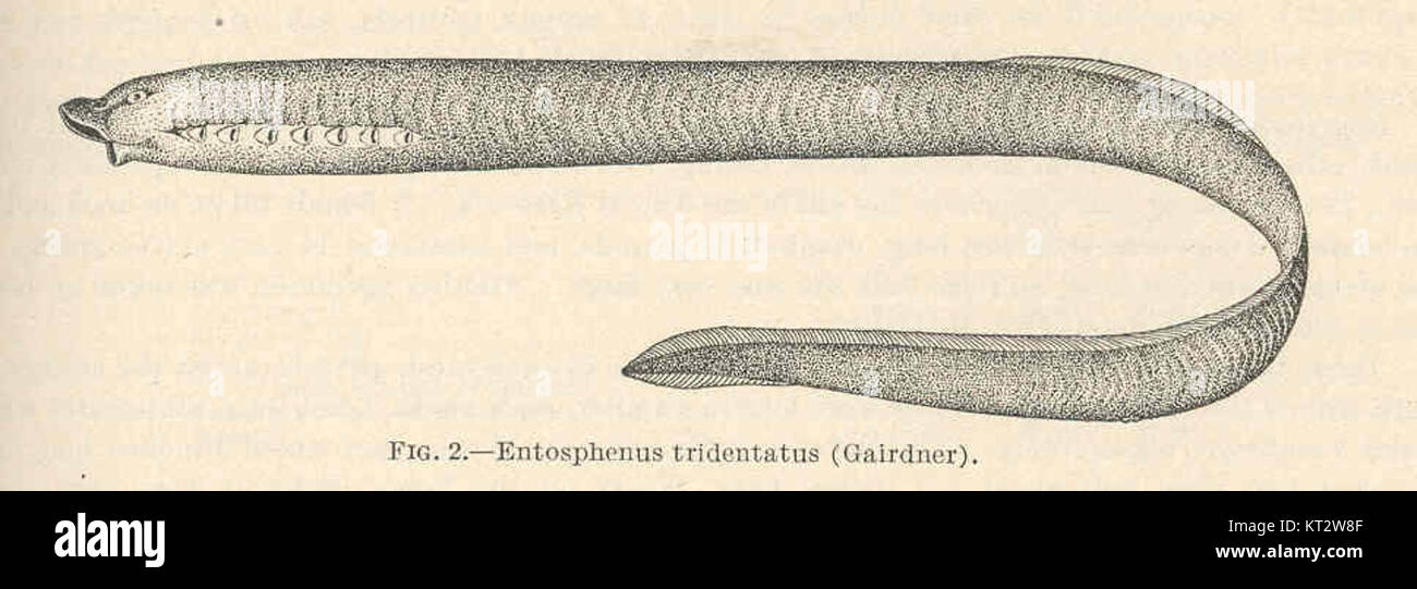 Entosphenus tridentatus, commonly known as the trident lamprey, is a ...