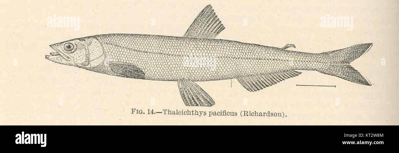 Thaleichthys pacificus, commonly known as the Pacific sandfish, is a ...