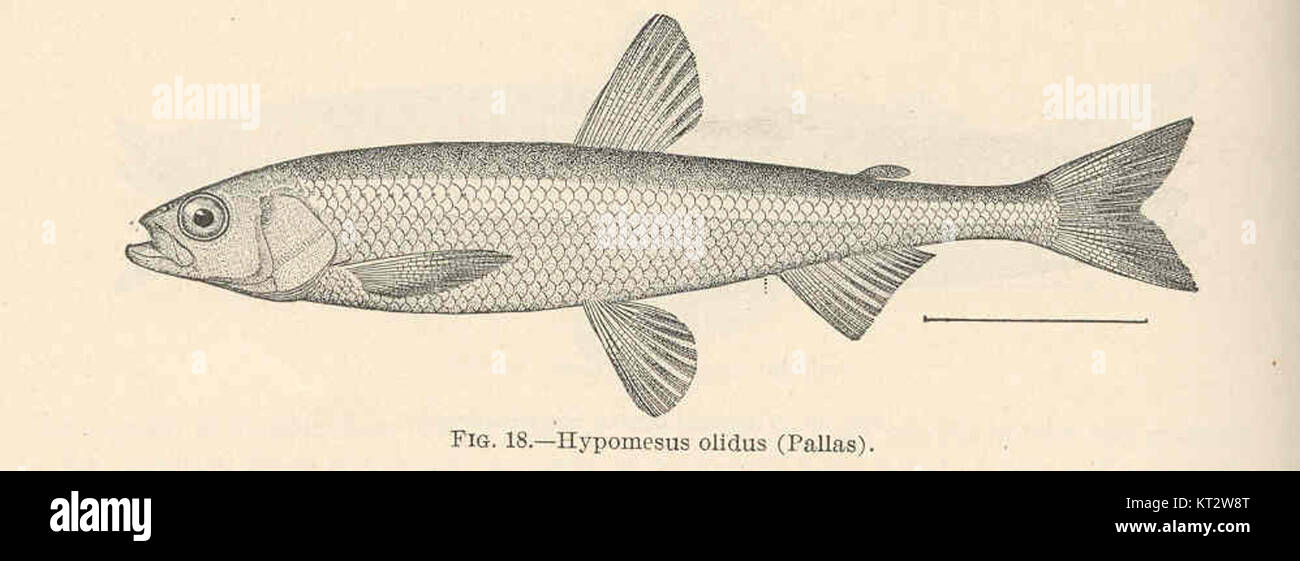 Fathead minnow hi-res stock photography and images - Alamy