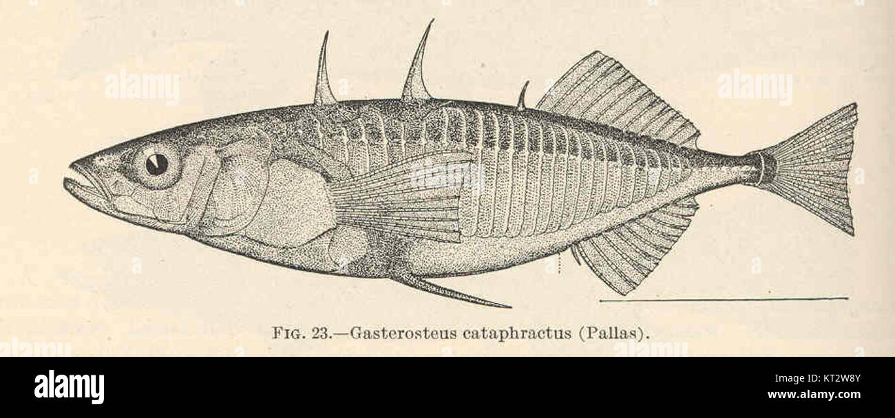 Gasterosteus cataphractus, commonly known as the spotted stickleback ...
