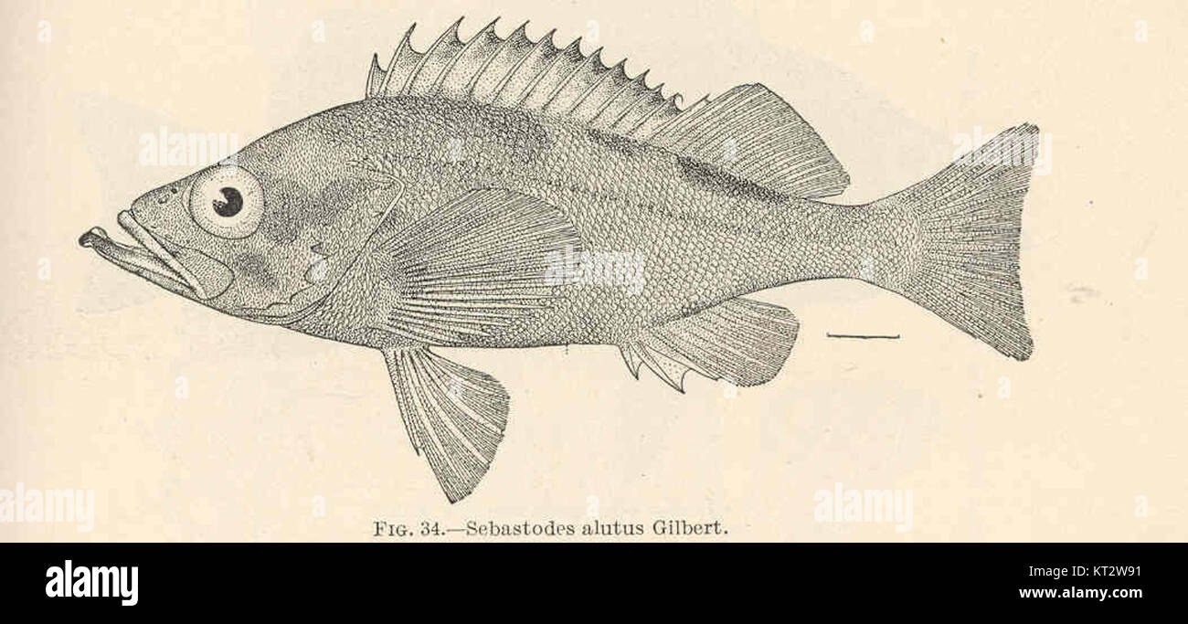 Olive rockfish hi-res stock photography and images - Alamy