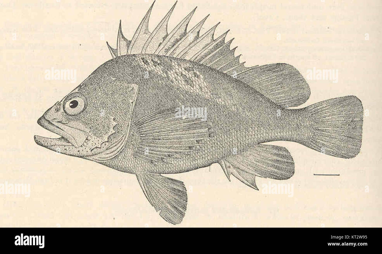 Sebastodes maliger, commonly known as the kelp bass, is a species of ...