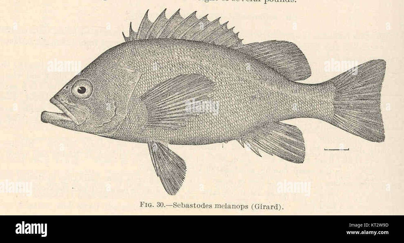 39372 Sebastodes melanops (Girard Stock Photo - Alamy