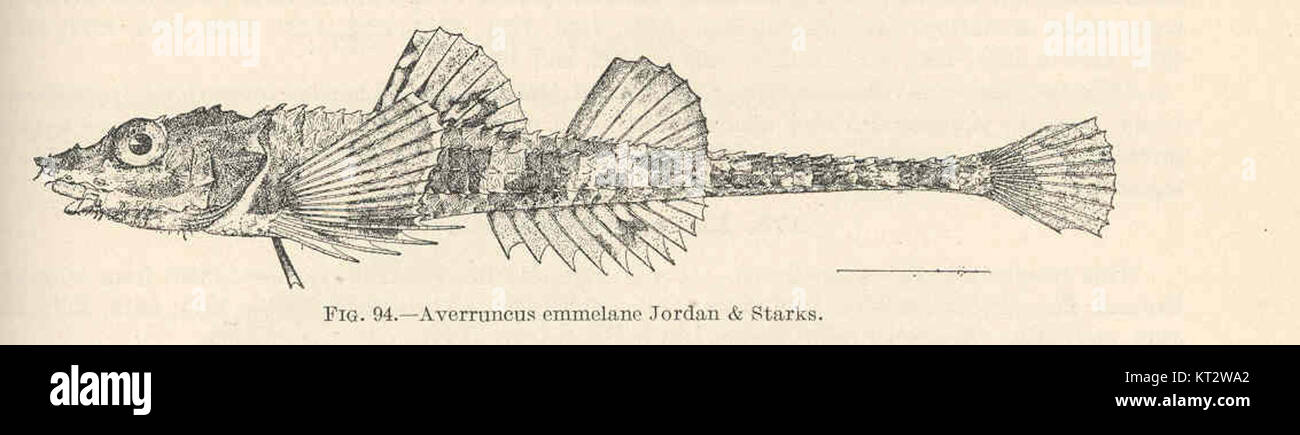 Emmelane hi-res stock photography and images - Alamy