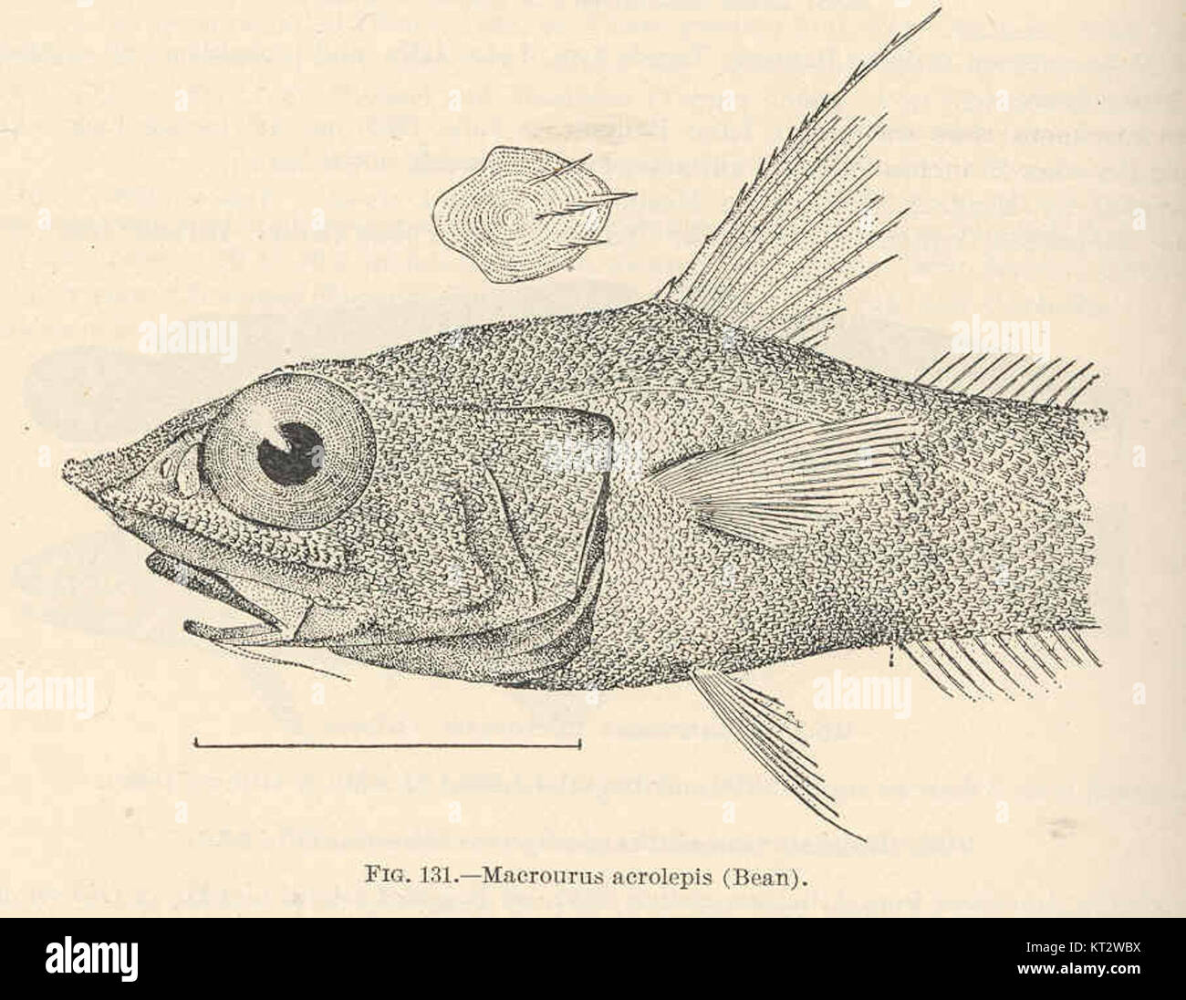 Acrolepis hi-res stock photography and images - Alamy