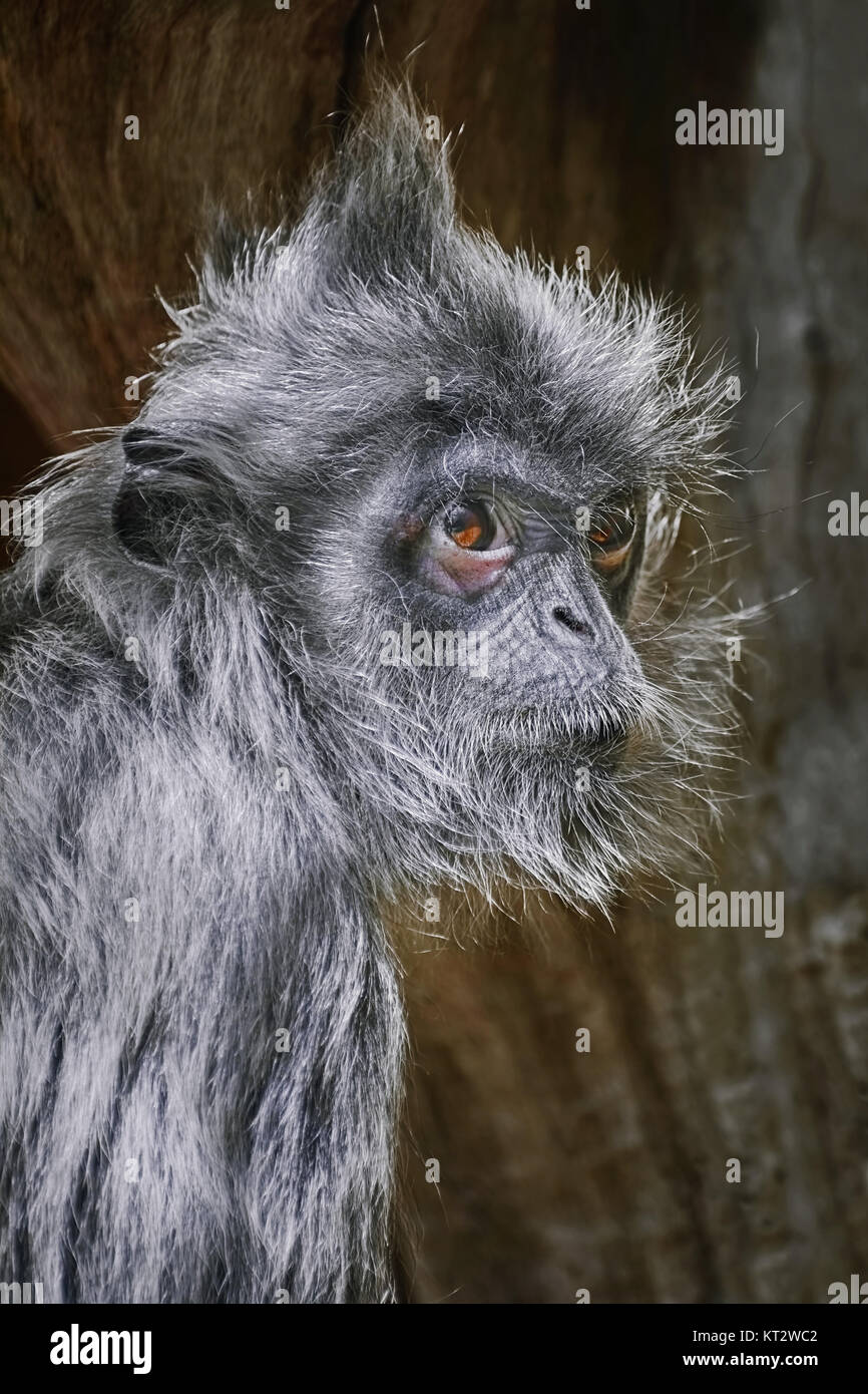 Colobine monkey hi-res stock photography and images - Alamy
