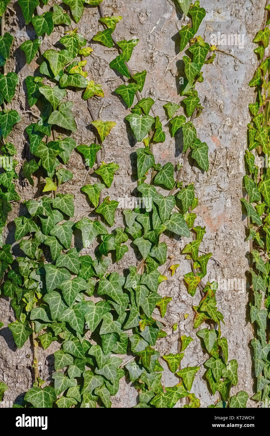 Ivy leafage hi-res stock photography and images - Alamy