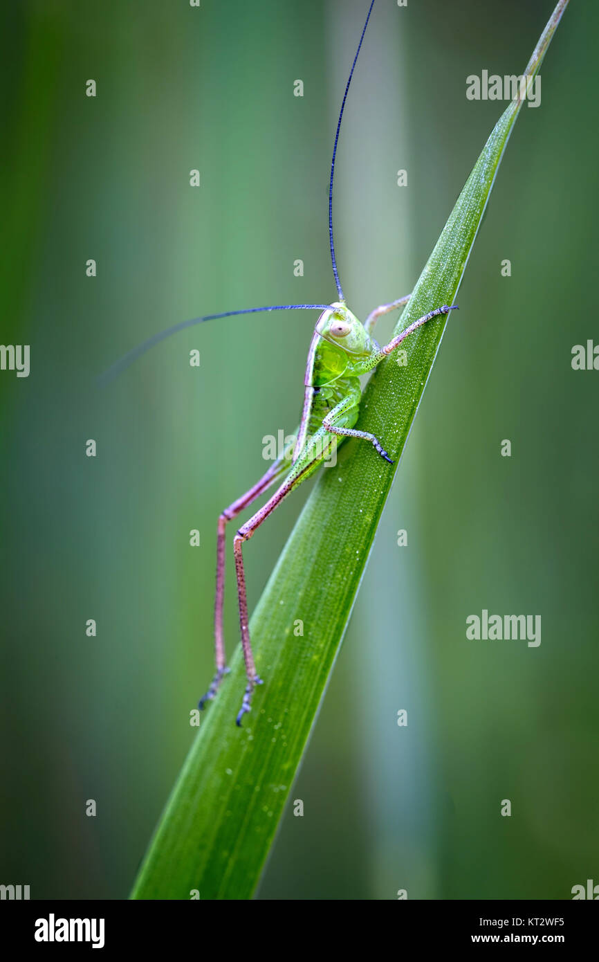 Small green grasshopper on the grass Stock Photo - Alamy