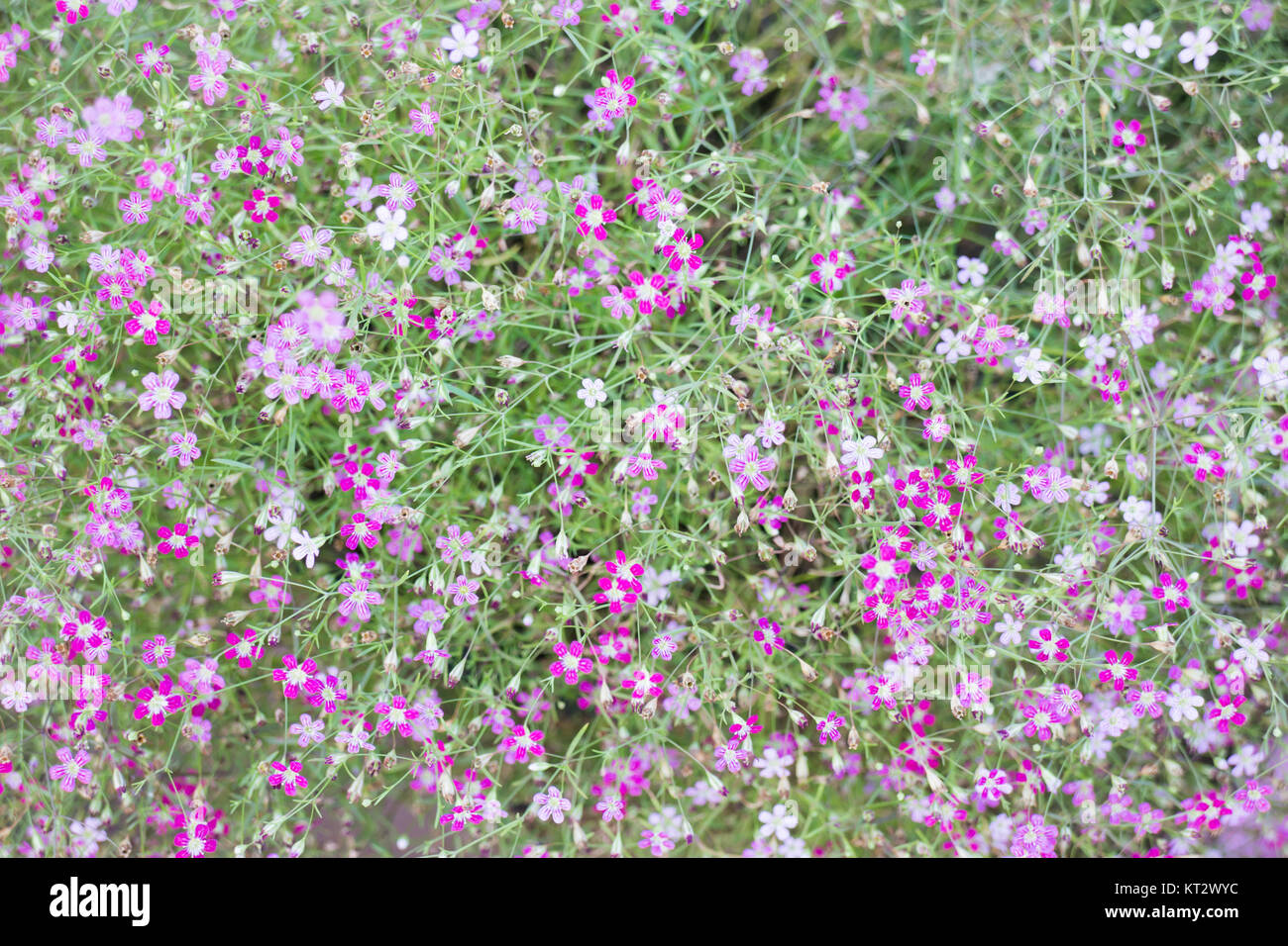 Mini romantic pink spring flowers Stock Photo - Alamy