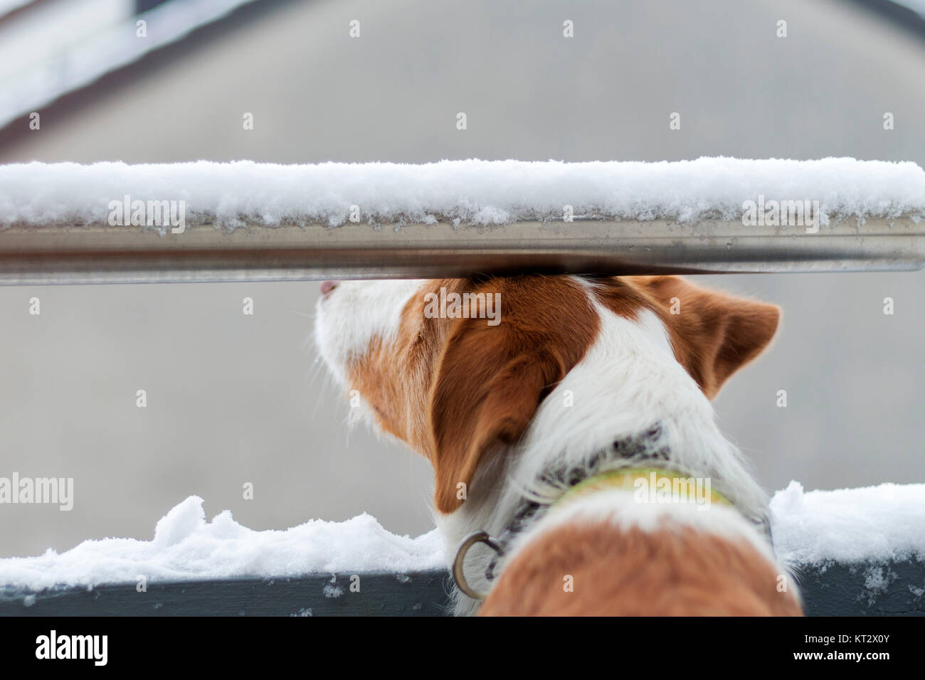 dog looks through balcony railing in the sky Stock Photo - Alamy