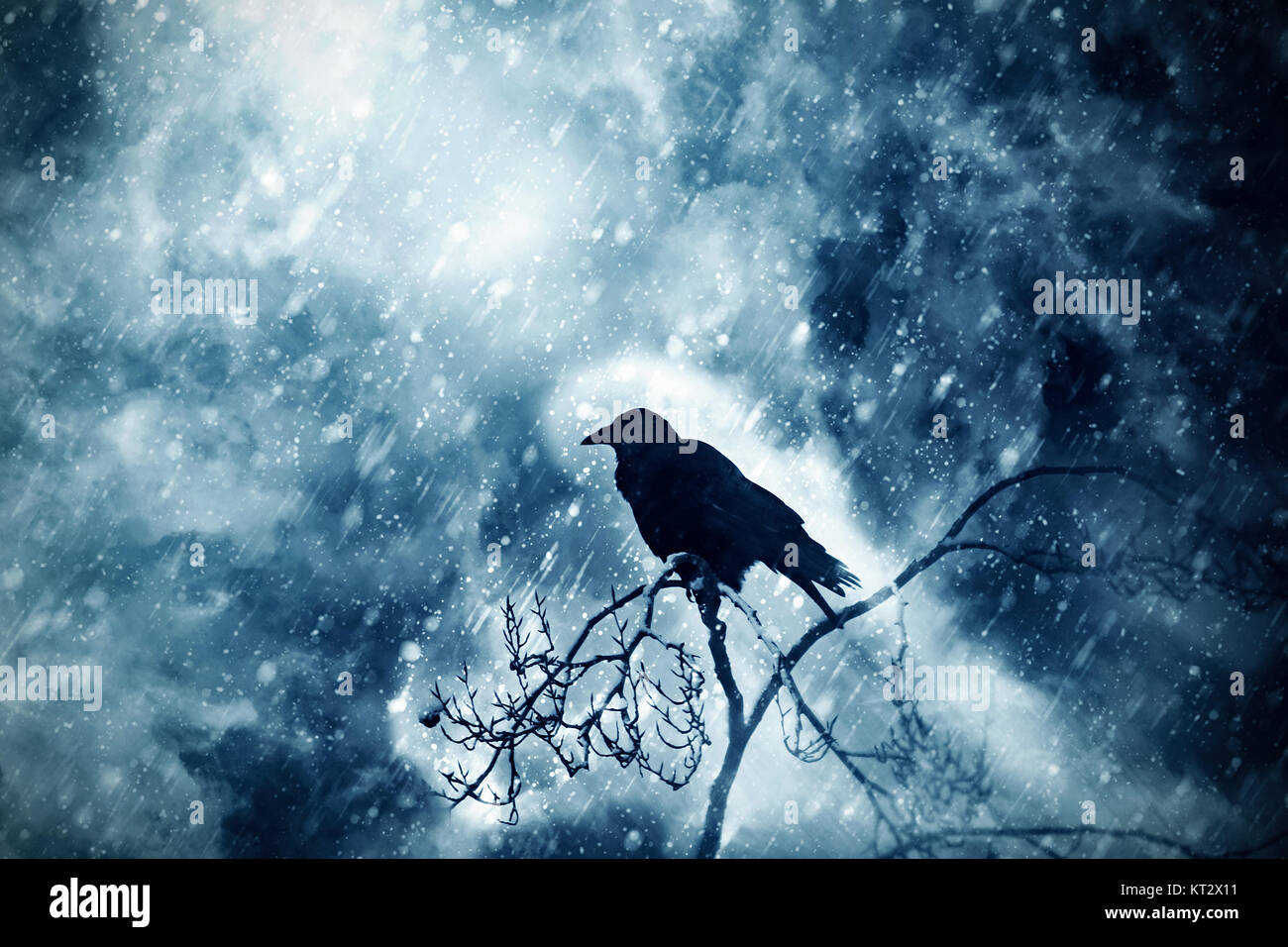 Menacing crow on branch hi-res stock photography and images - Alamy