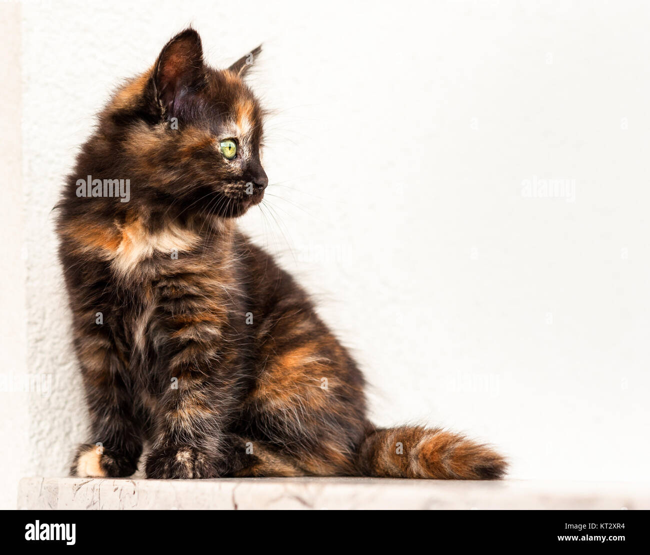 European young cat Stock Photo - Alamy