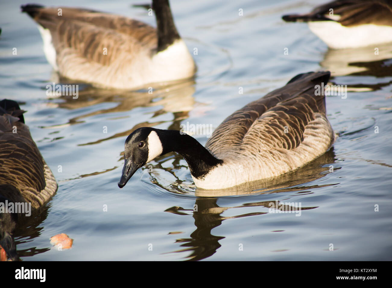 geese on water Stock Photo - Alamy