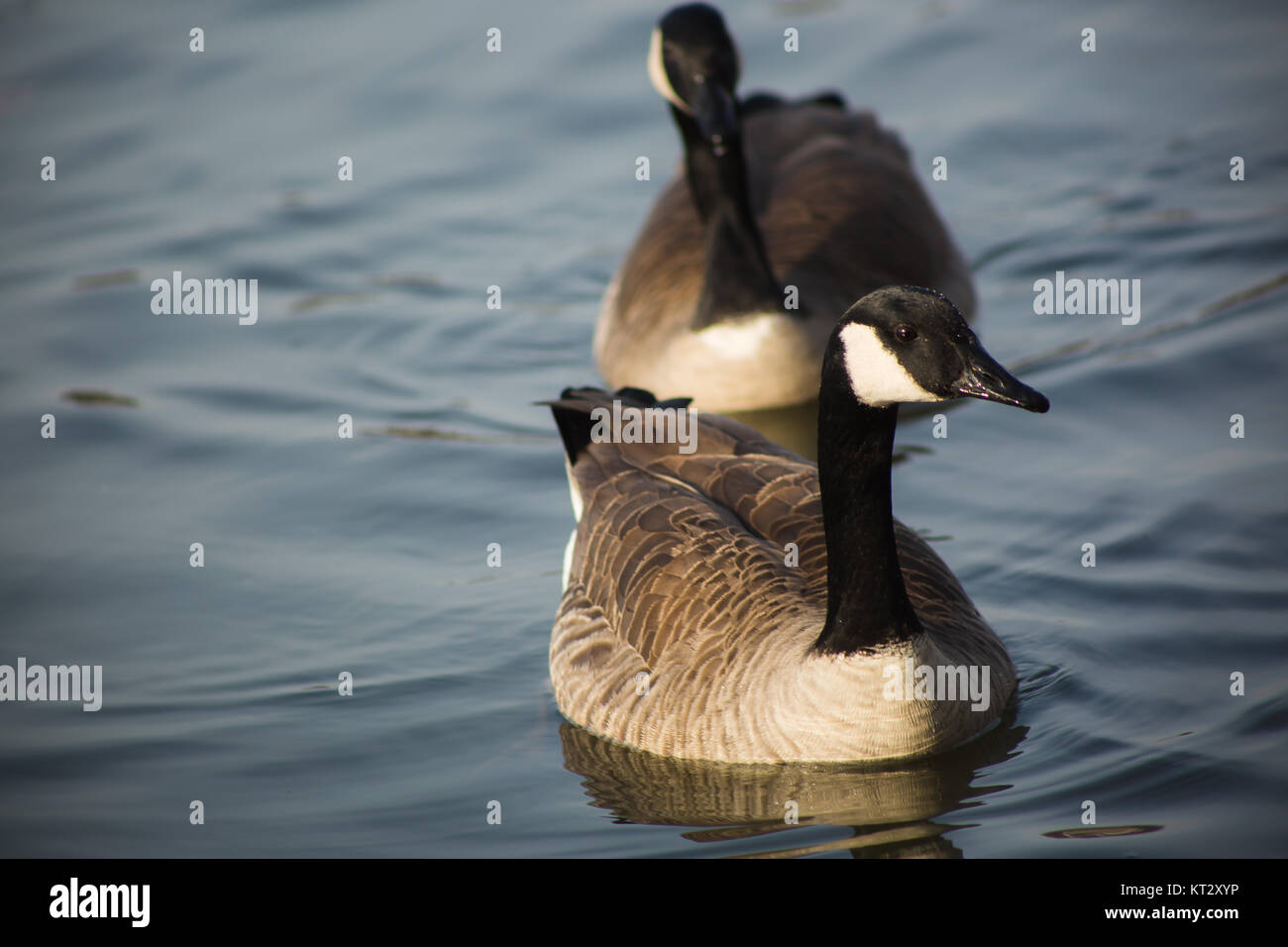geese on water Stock Photo - Alamy
