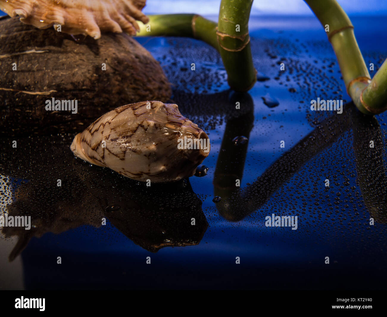 mussel with bamboo and coconut Stock Photo - Alamy