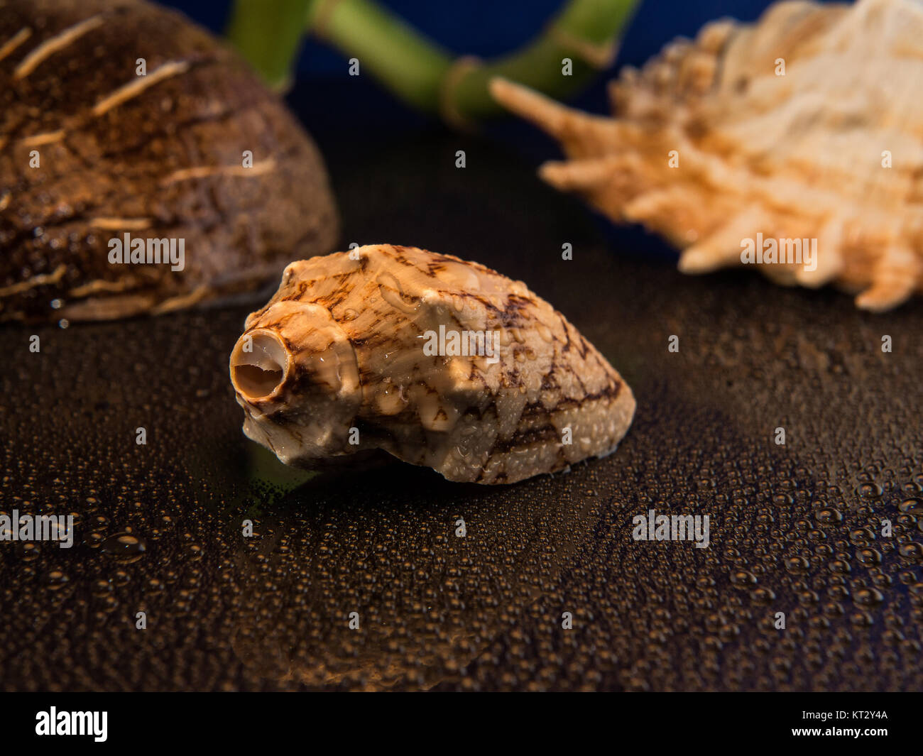 mussel with bamboo and coconut Stock Photo - Alamy
