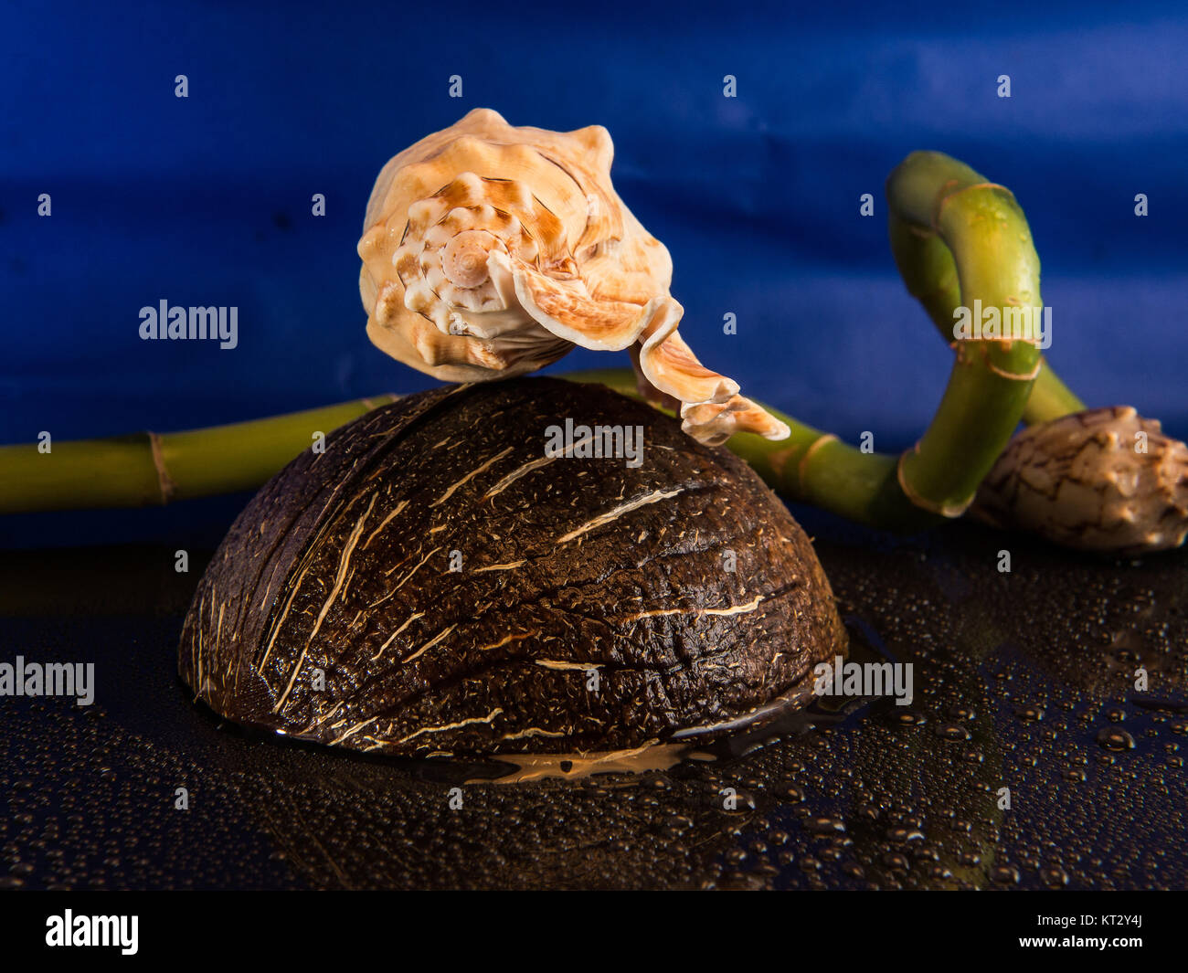 mussel with bamboo and coconut Stock Photo - Alamy