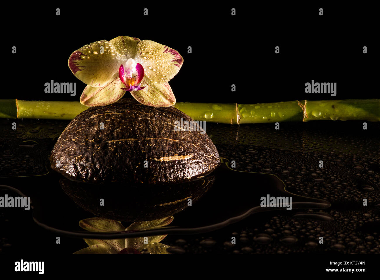 mussel with bamboo and coconut Stock Photo - Alamy