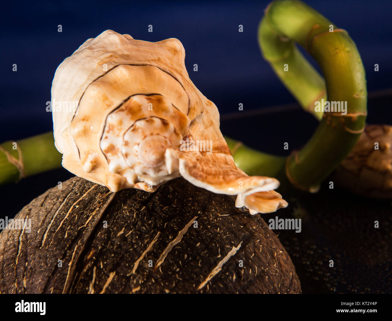 mussel with bamboo and coconut Stock Photo - Alamy