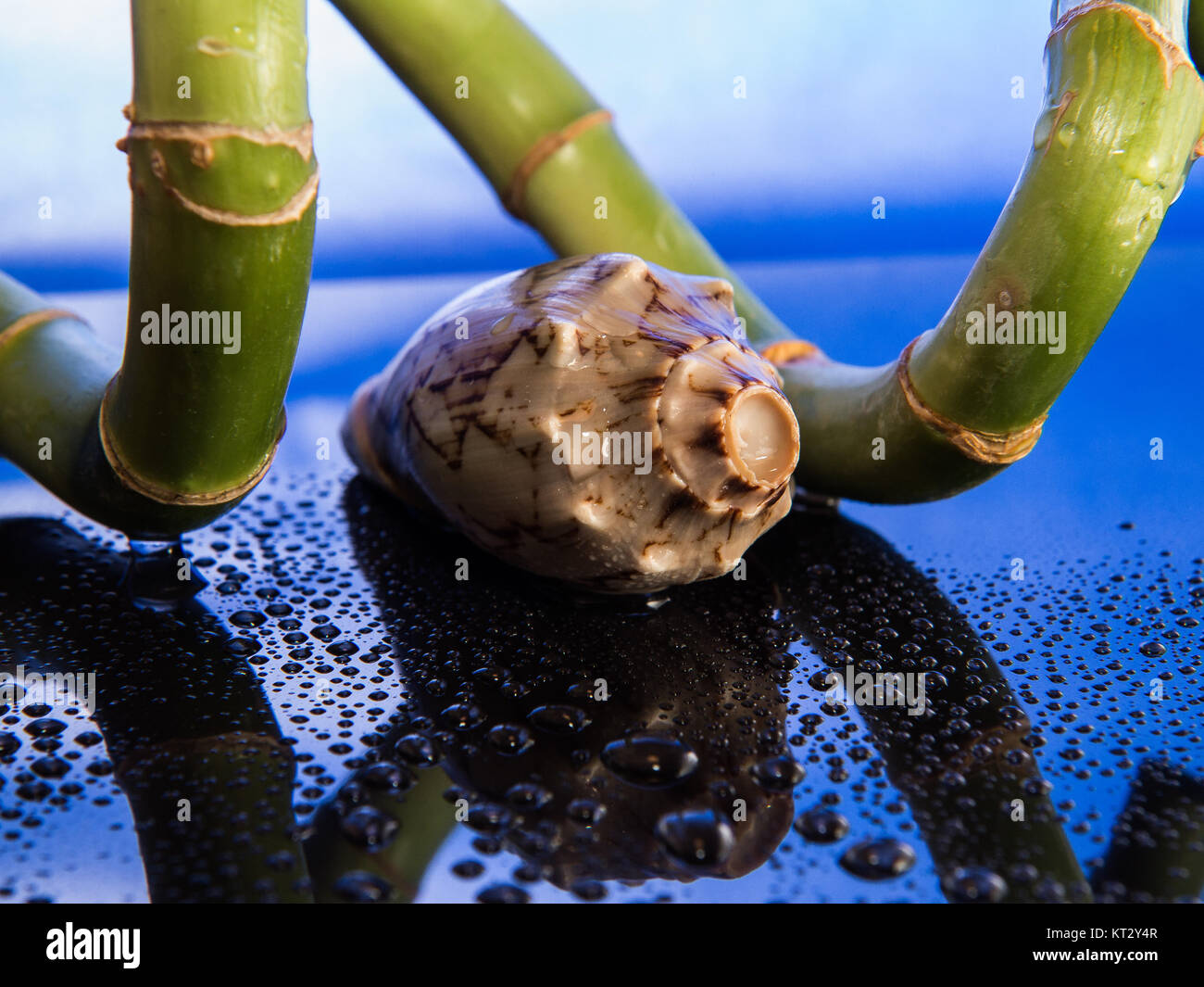 mussel with bamboo and coconut Stock Photo - Alamy