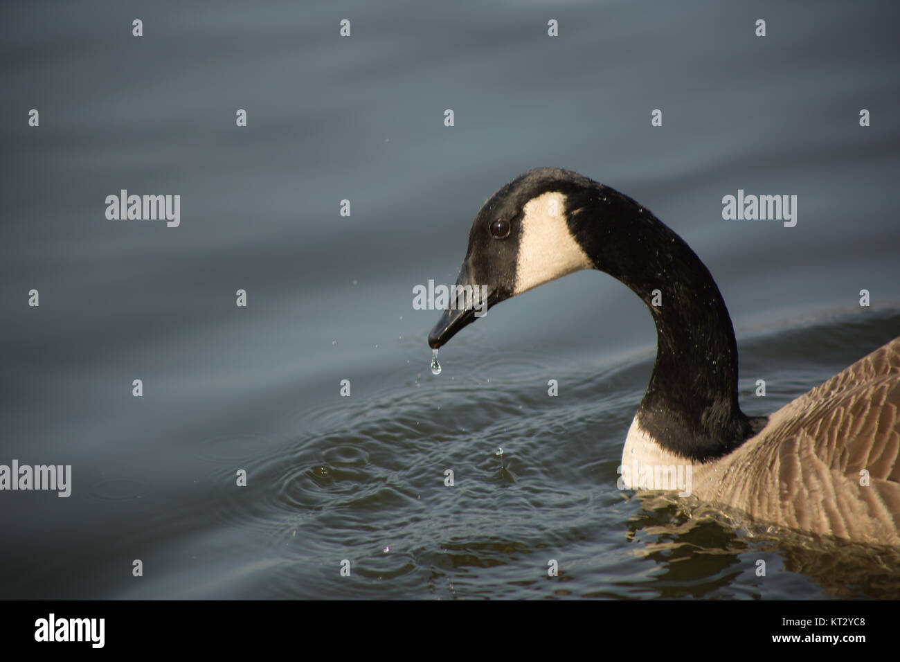 geese on water Stock Photo - Alamy
