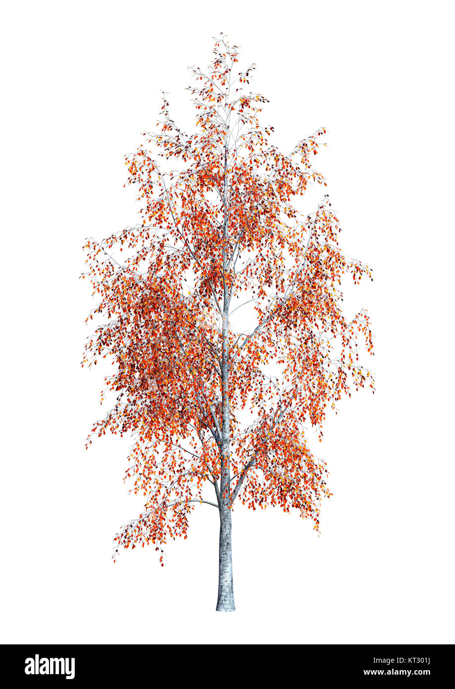 3D Rendering Birch Tree on White Stock Photo - Alamy
