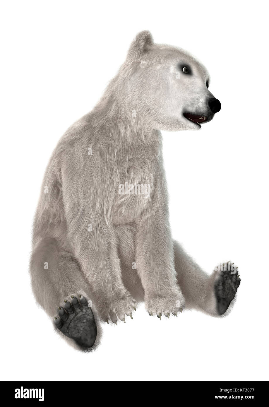 Young polar bear ursus Cut Out Stock Images & Pictures - Alamy