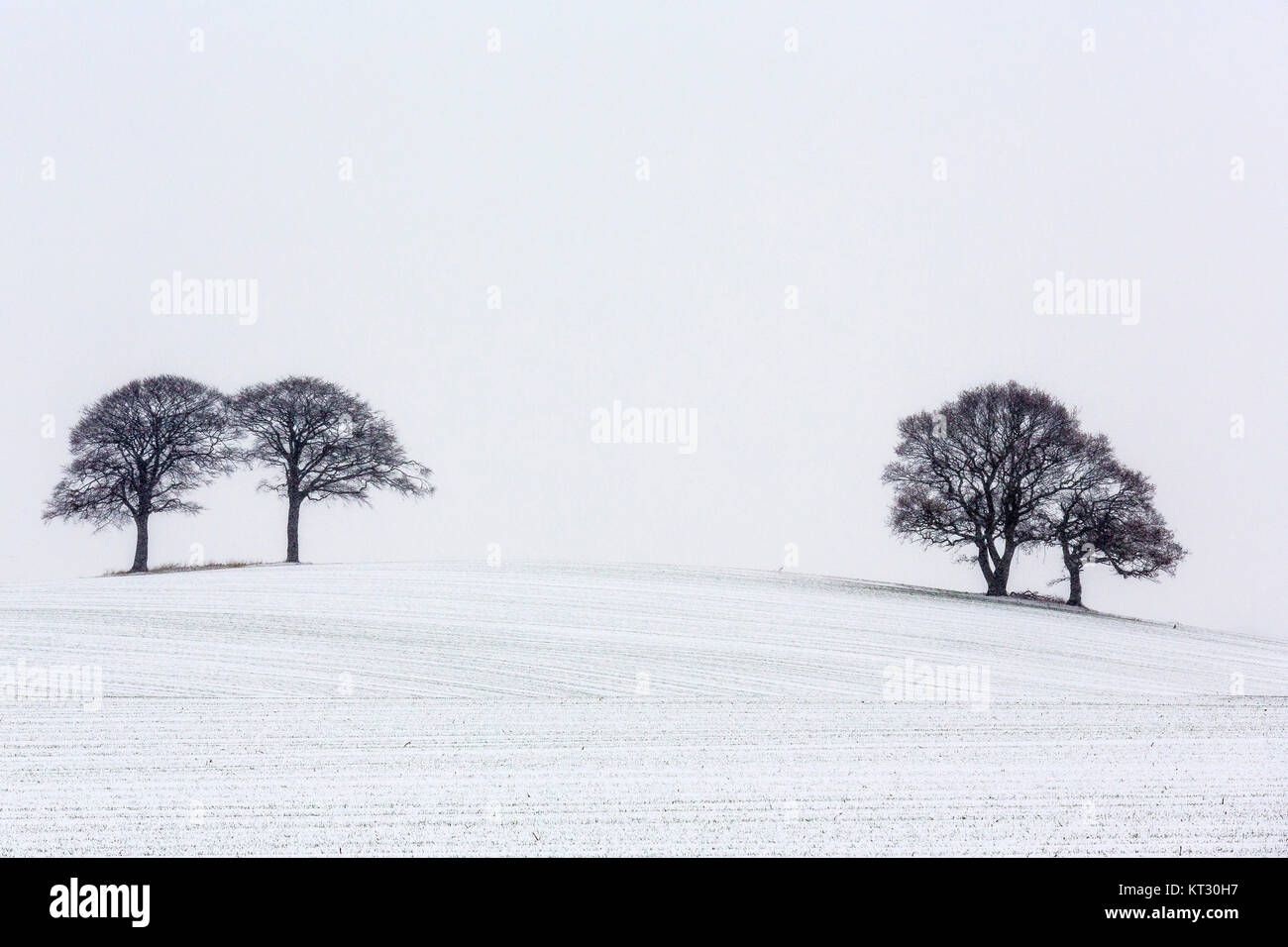 Trees in snow 3 Stock Photo - Alamy