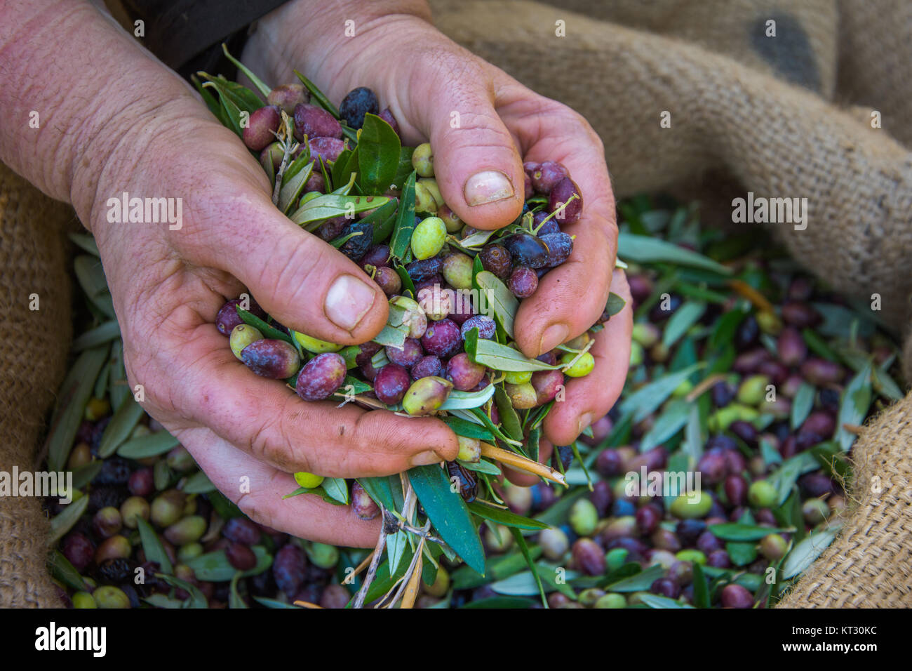 Woman keeps some of the harvested fresh olives in a field in Crete ...