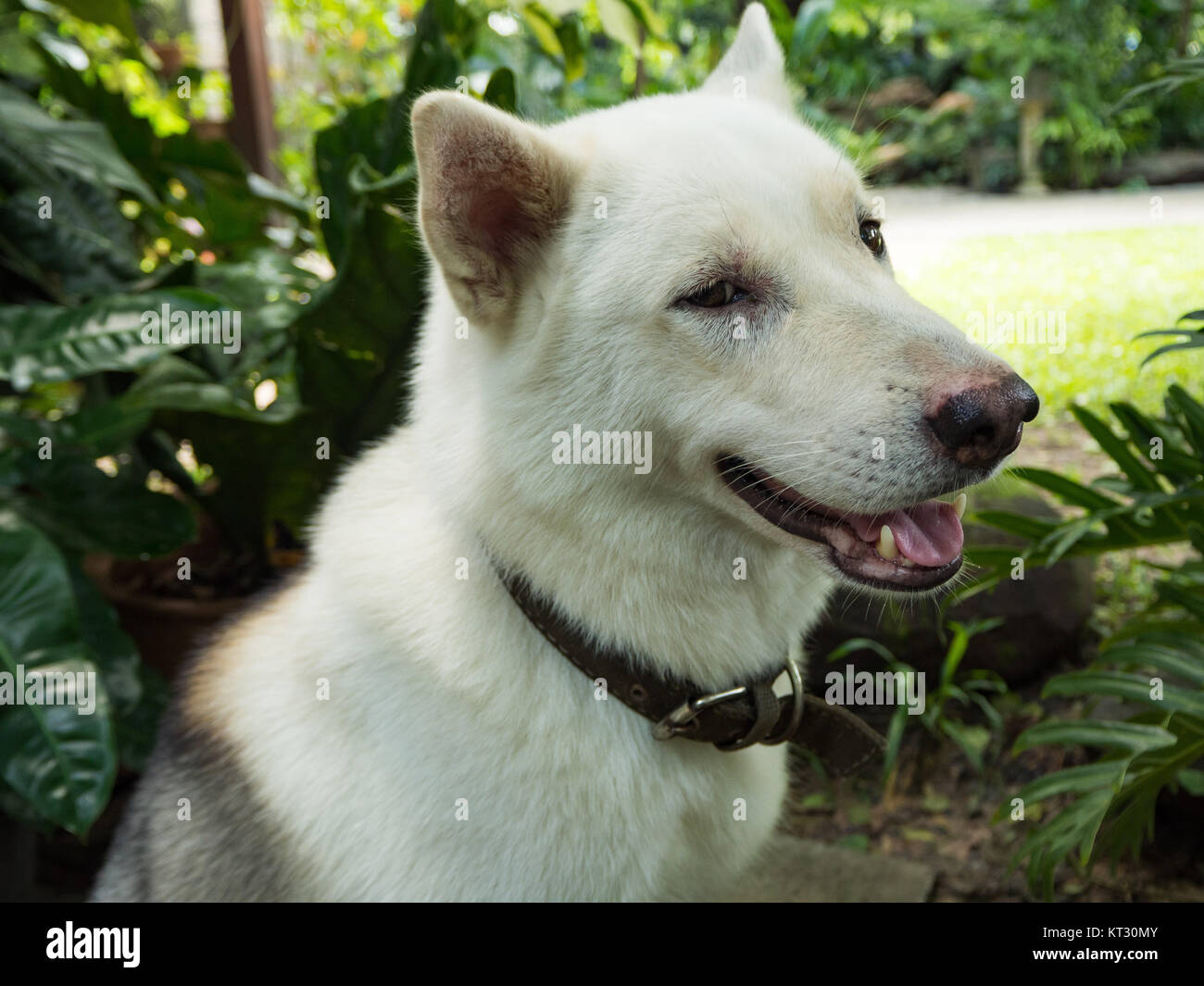 Dog in the garden Stock Photo - Alamy