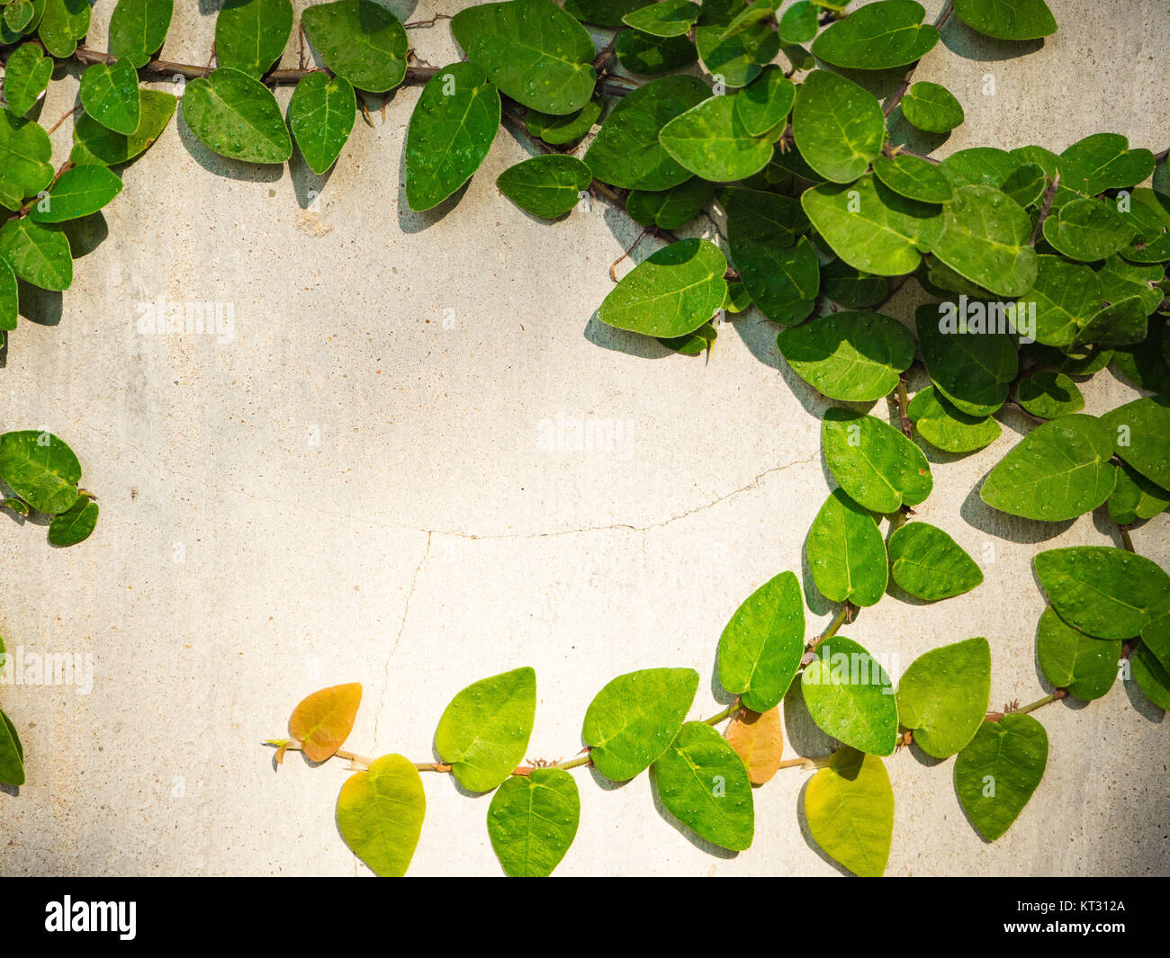 Wall with leaf background Stock Photo - Alamy
