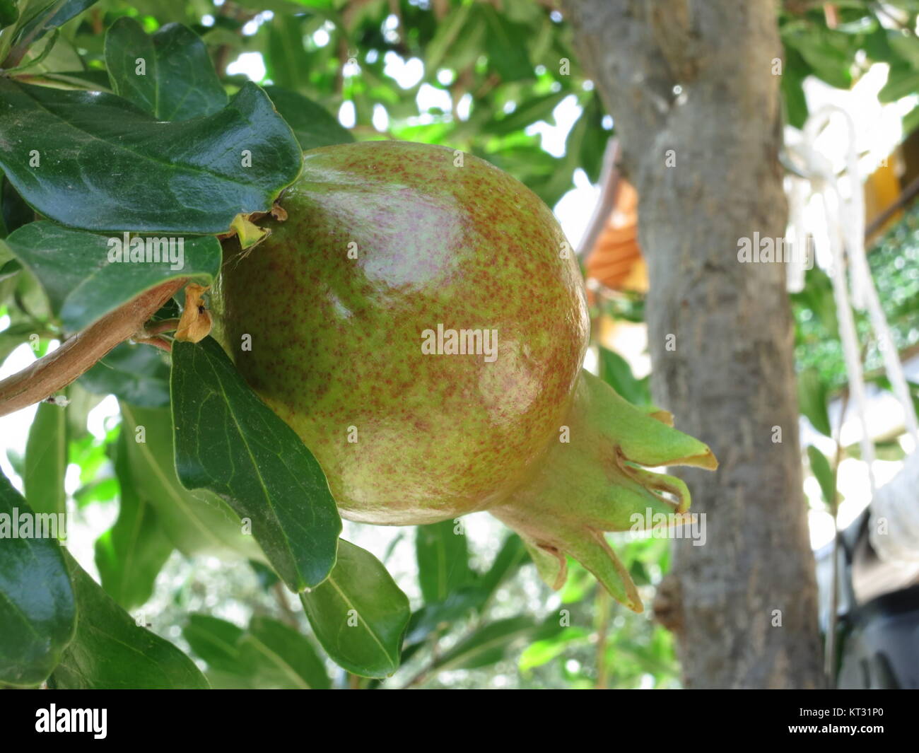 Pomegranate plant leaves hi-res stock photography and images - Alamy