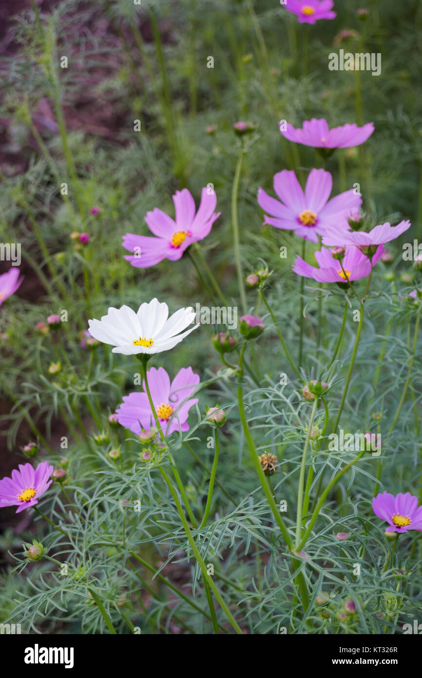 Single white spring flowers in field Stock Photo - Alamy