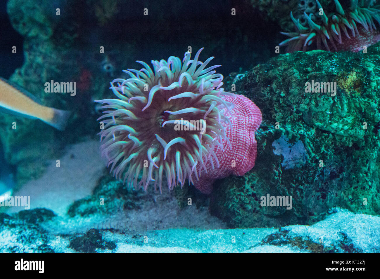 White Spotted Anemone Urticina Lofotensis High Resolution Stock ...