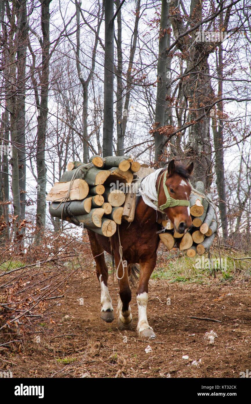 Wood choppers in Boljevac, Serbia Stock Photo - Alamy