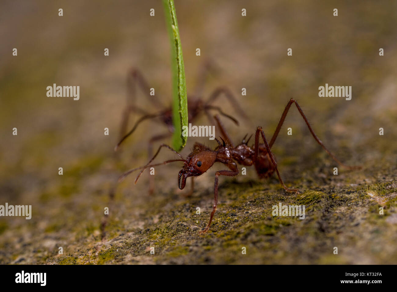leaf-cutter ant carrying leaf Stock Photo - Alamy