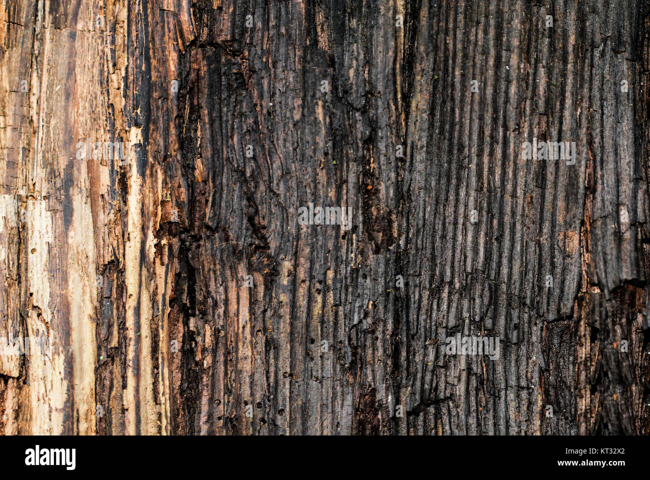 old rotting wood,texture,nature,material Stock Photo - Alamy