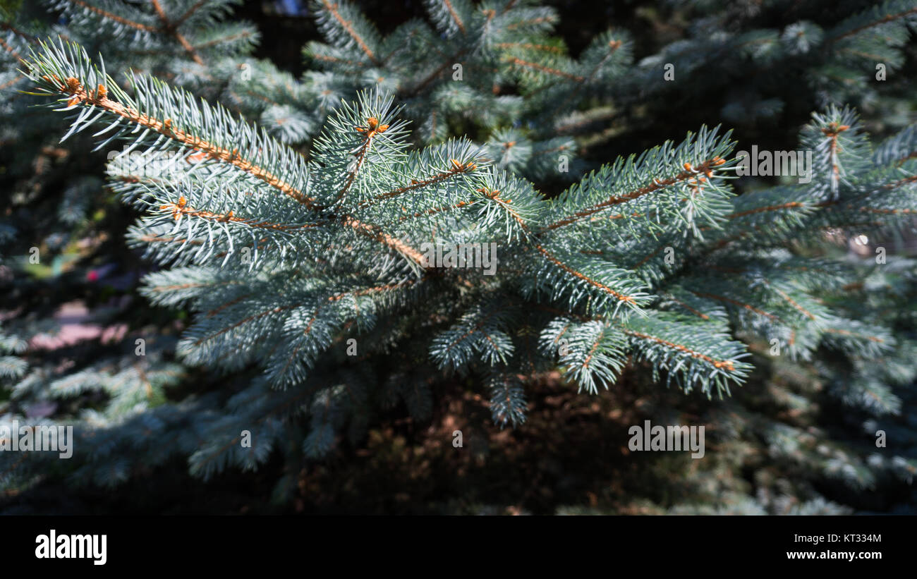 A blue spruce on a sunny autumn day Stock Photo - Alamy