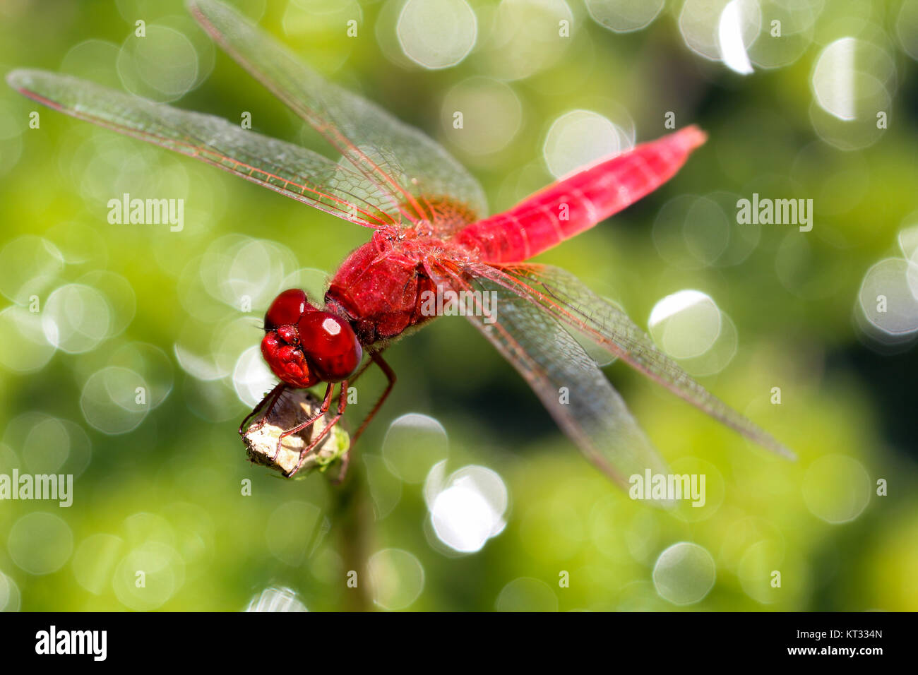 fire dragonfly,red dragonfly Stock Photo - Alamy