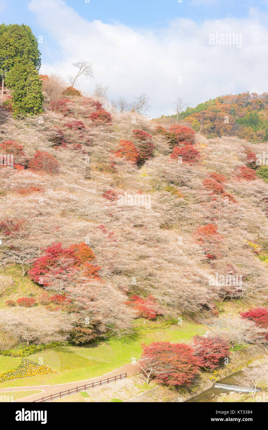 Sakura nagoya hi-res stock photography and images - Alamy