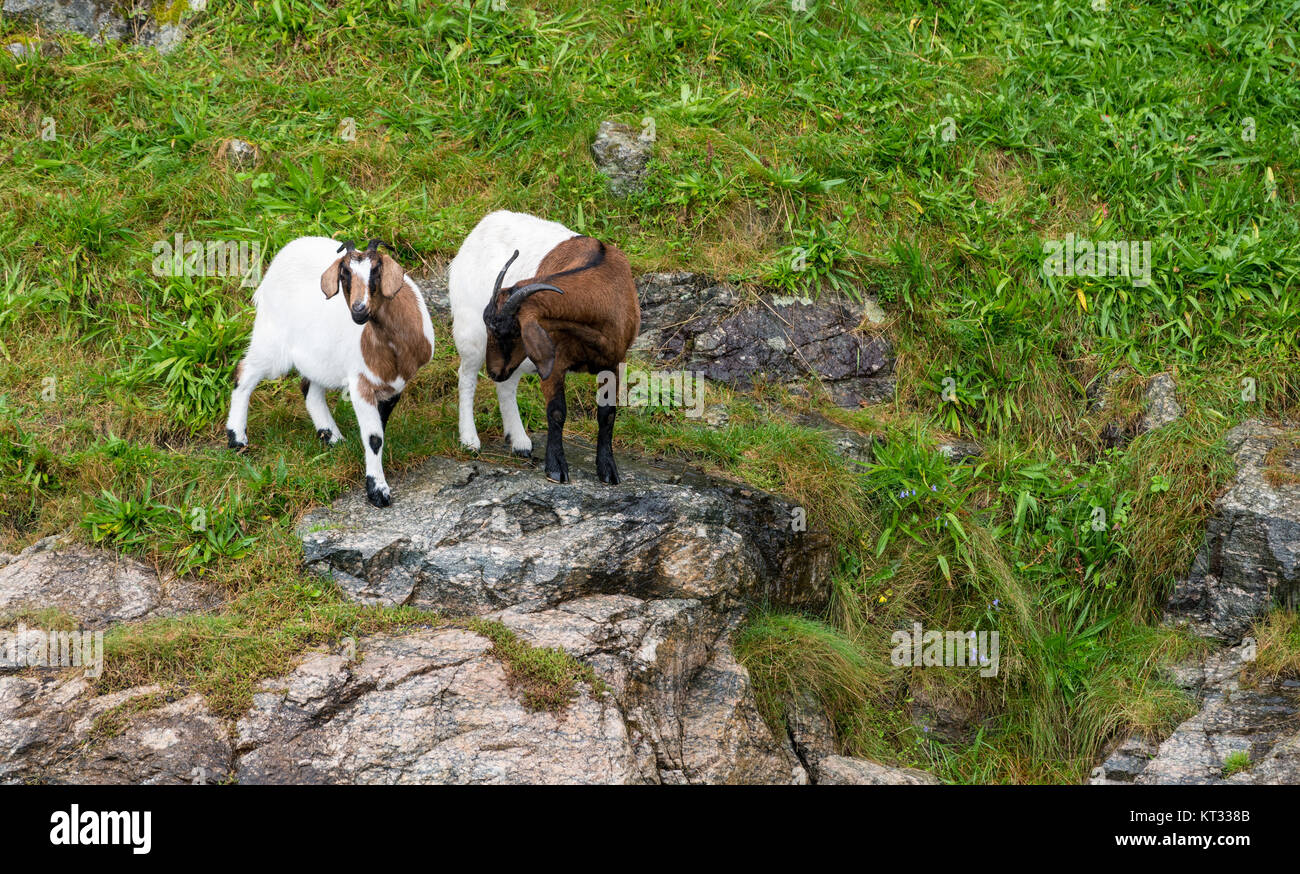 Pair of goats on rocky shore of Norwegian fjord Stock Photo - Alamy